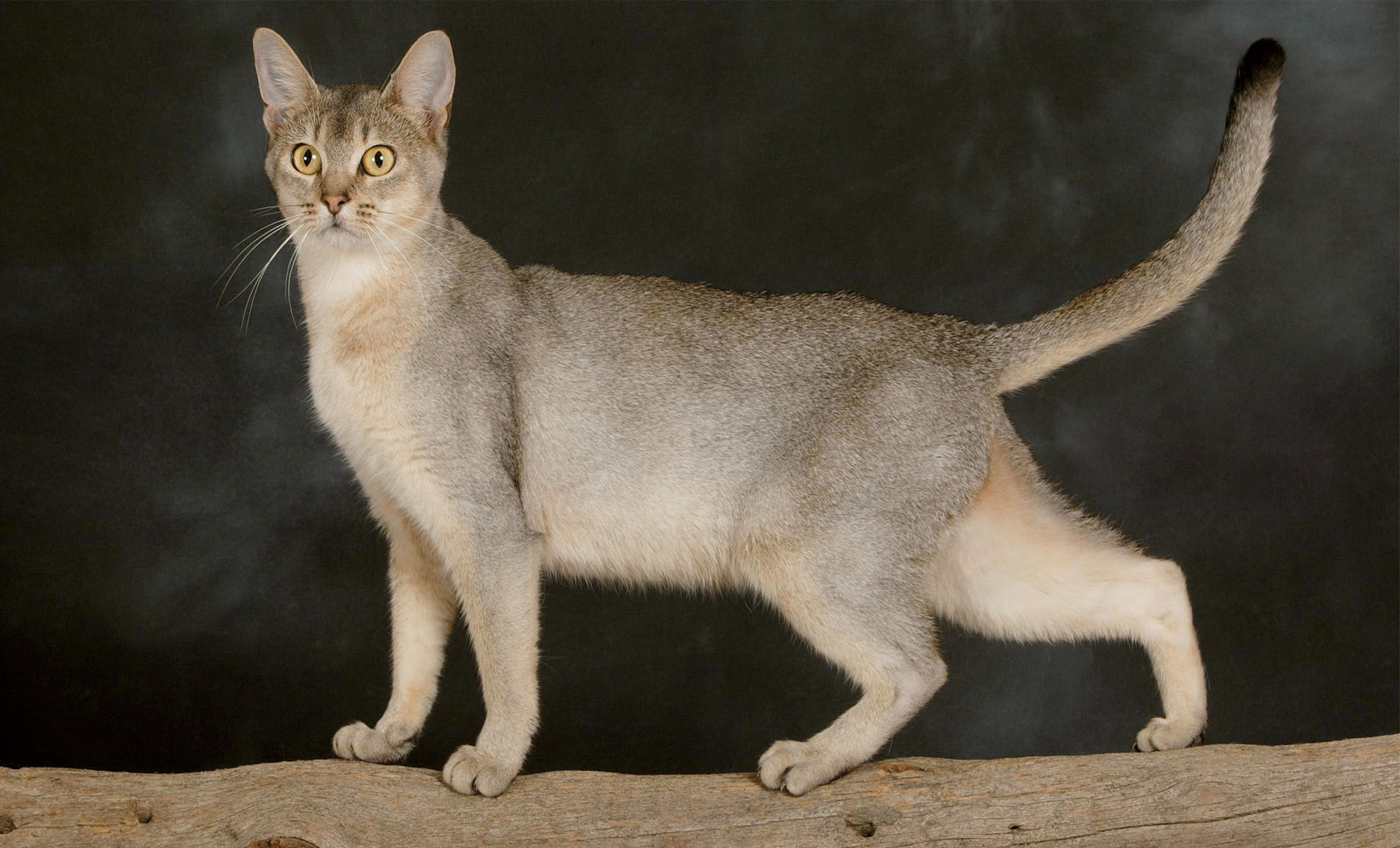 Gattino Abissino Grigio