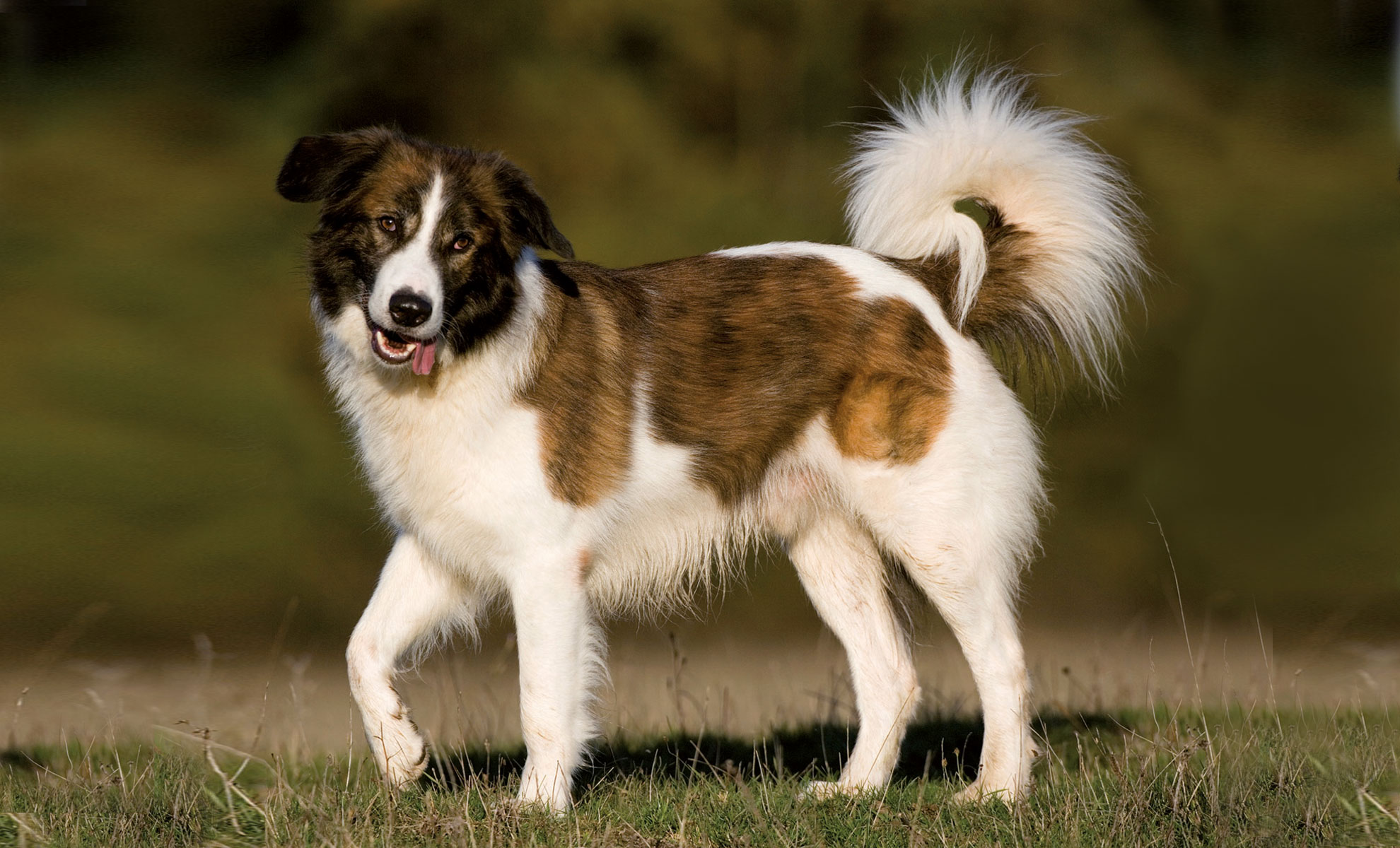 Cane da Montagna dell’Atlas - Petme