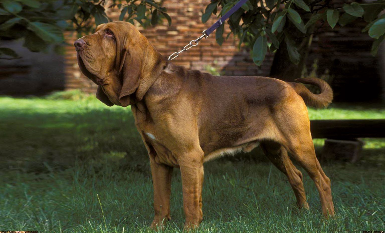 Chien de Saint-Hubert (Bloodhound) - Petme