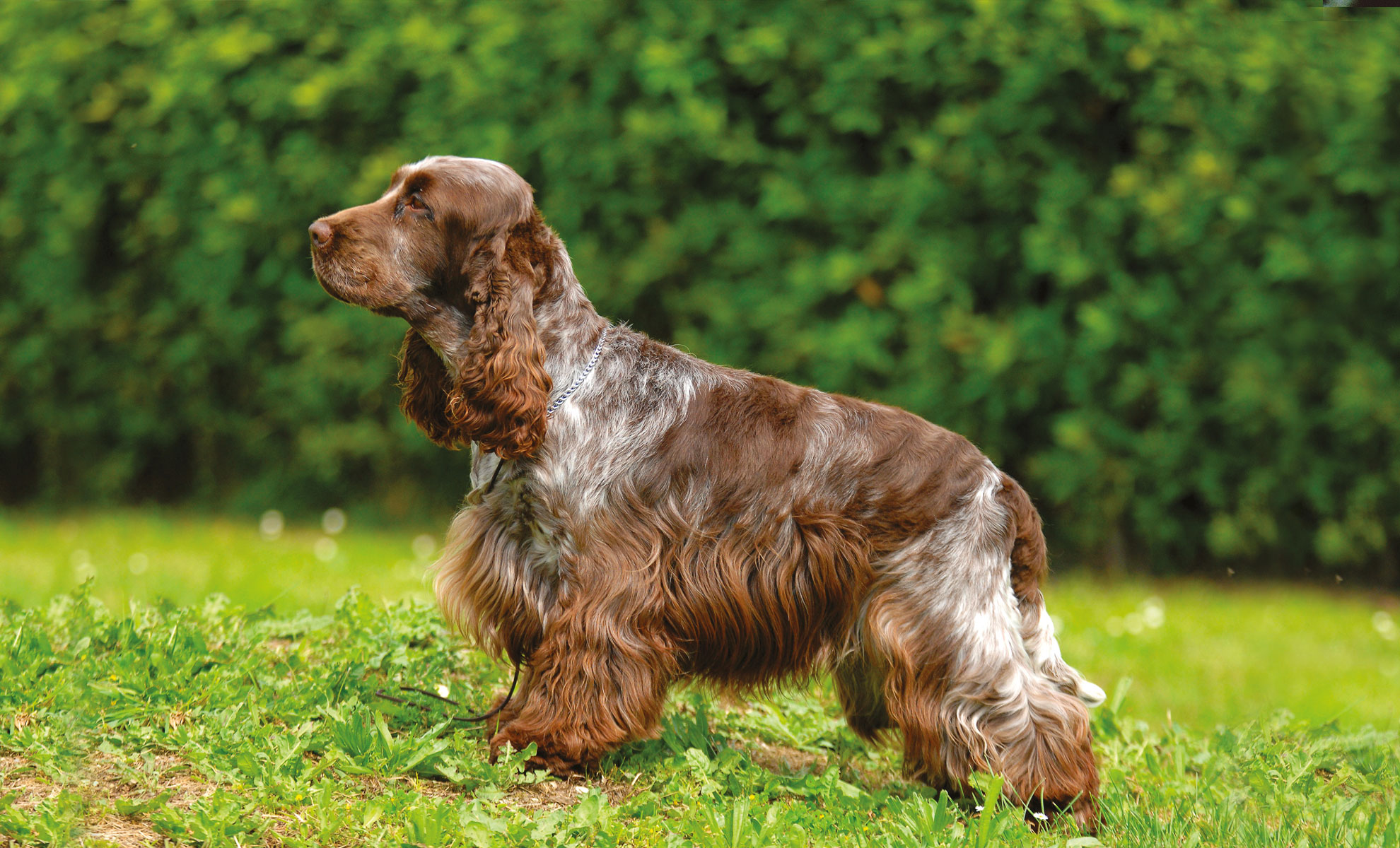 Cocker Spaniel Inglese - Petme