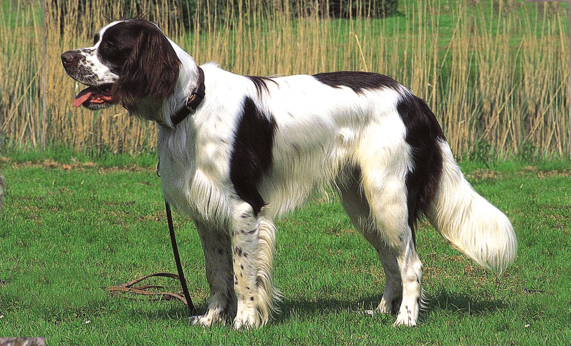 Epagneul Français - Petme