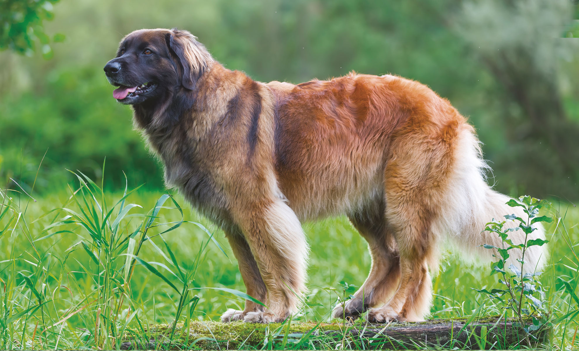 Leonberger - Petme
