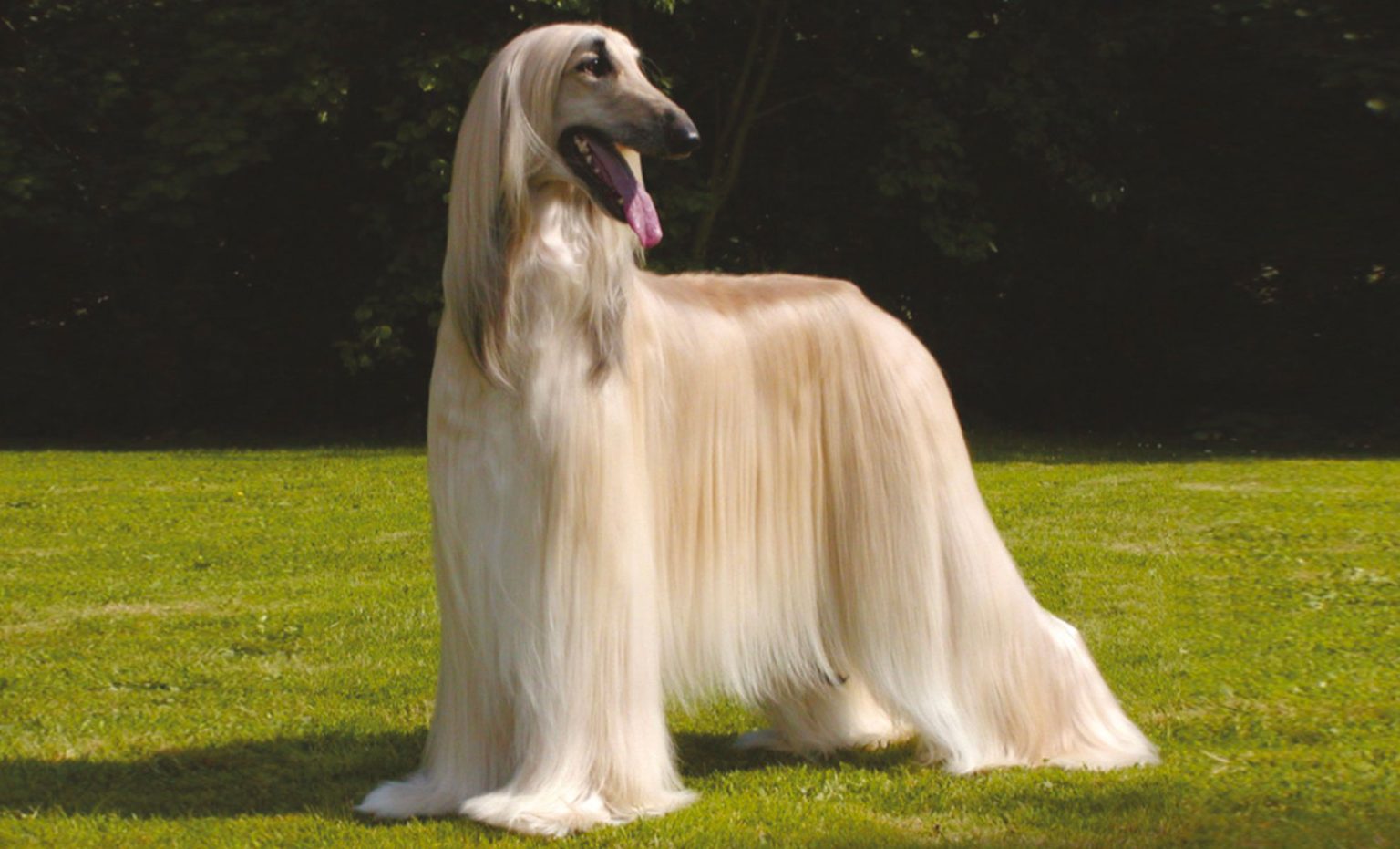 Levriero Afgano - Petme