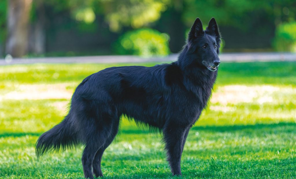 Cane da Pastore Belga Groenendael - Petme