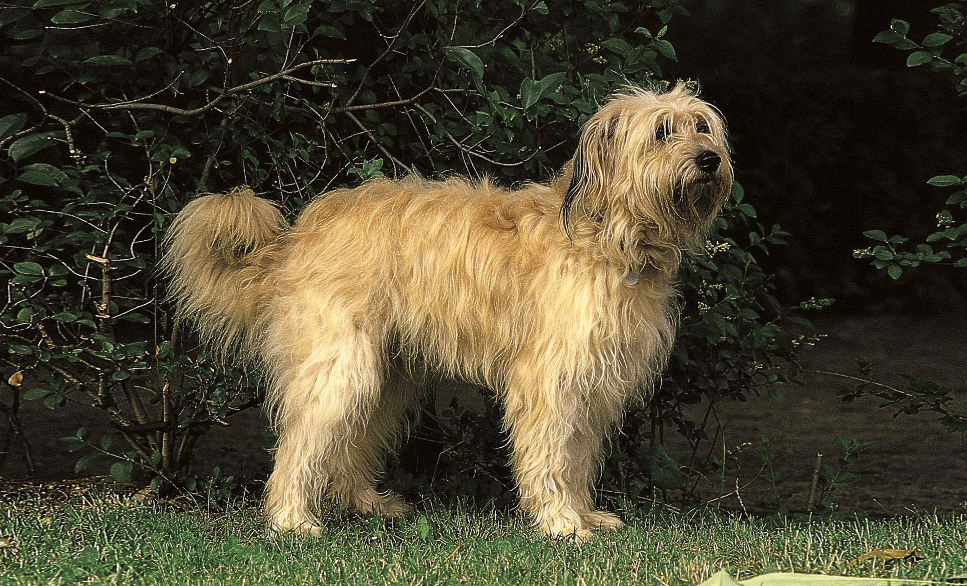 Cane da Pastore Catalano - Petme