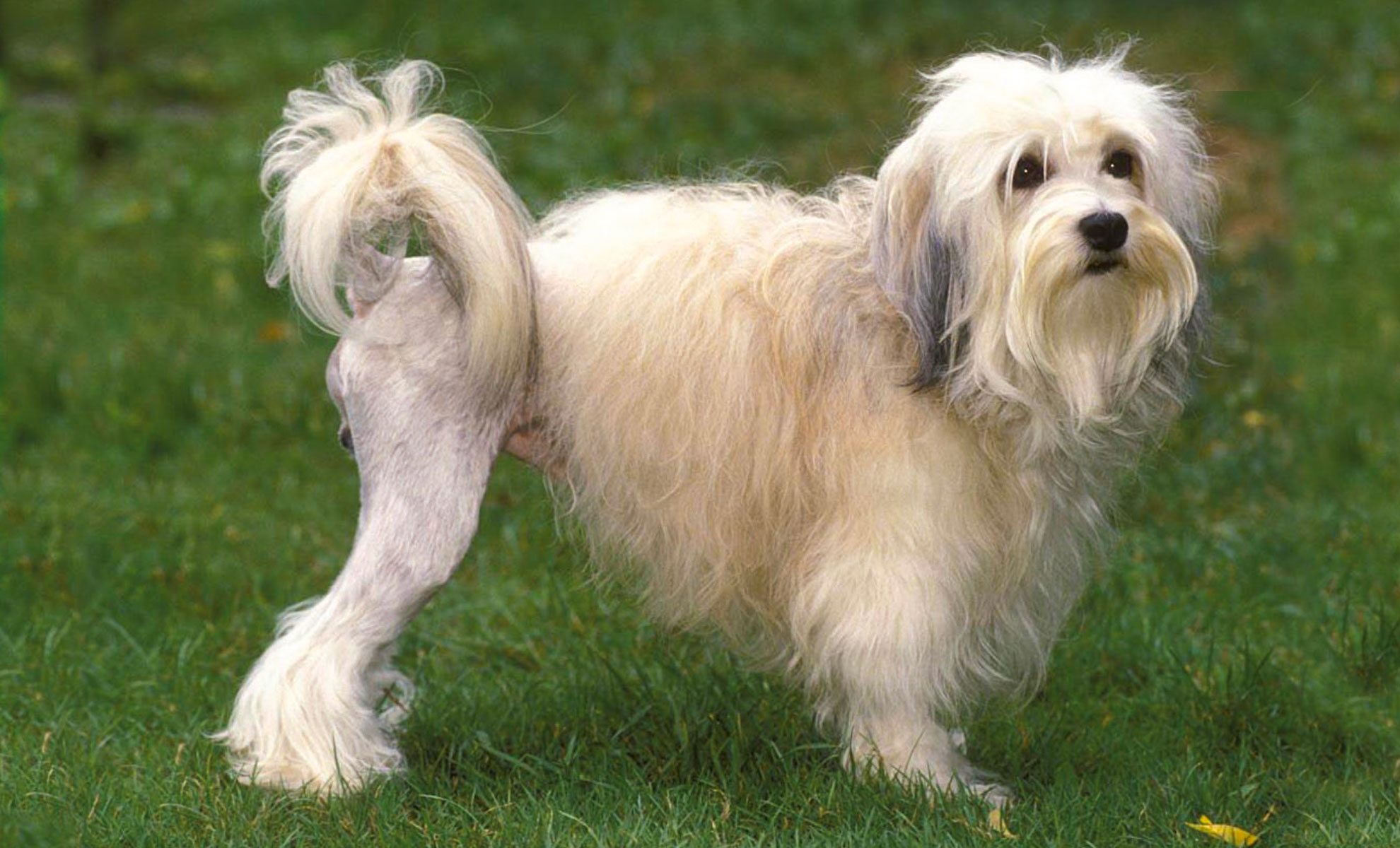 Piccolo Cane Leone - Petme