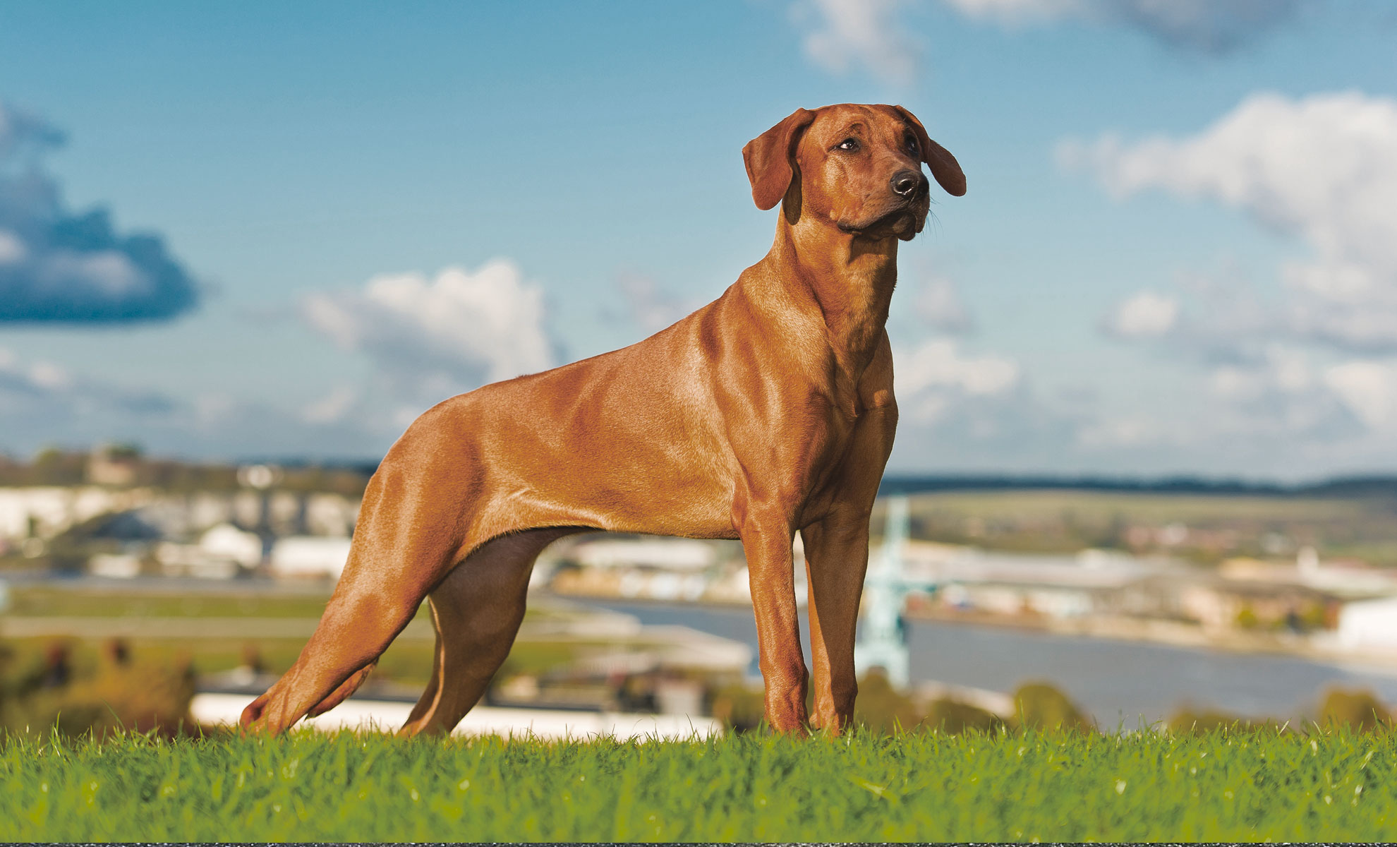 Rhodesian Ridgeback - Petme