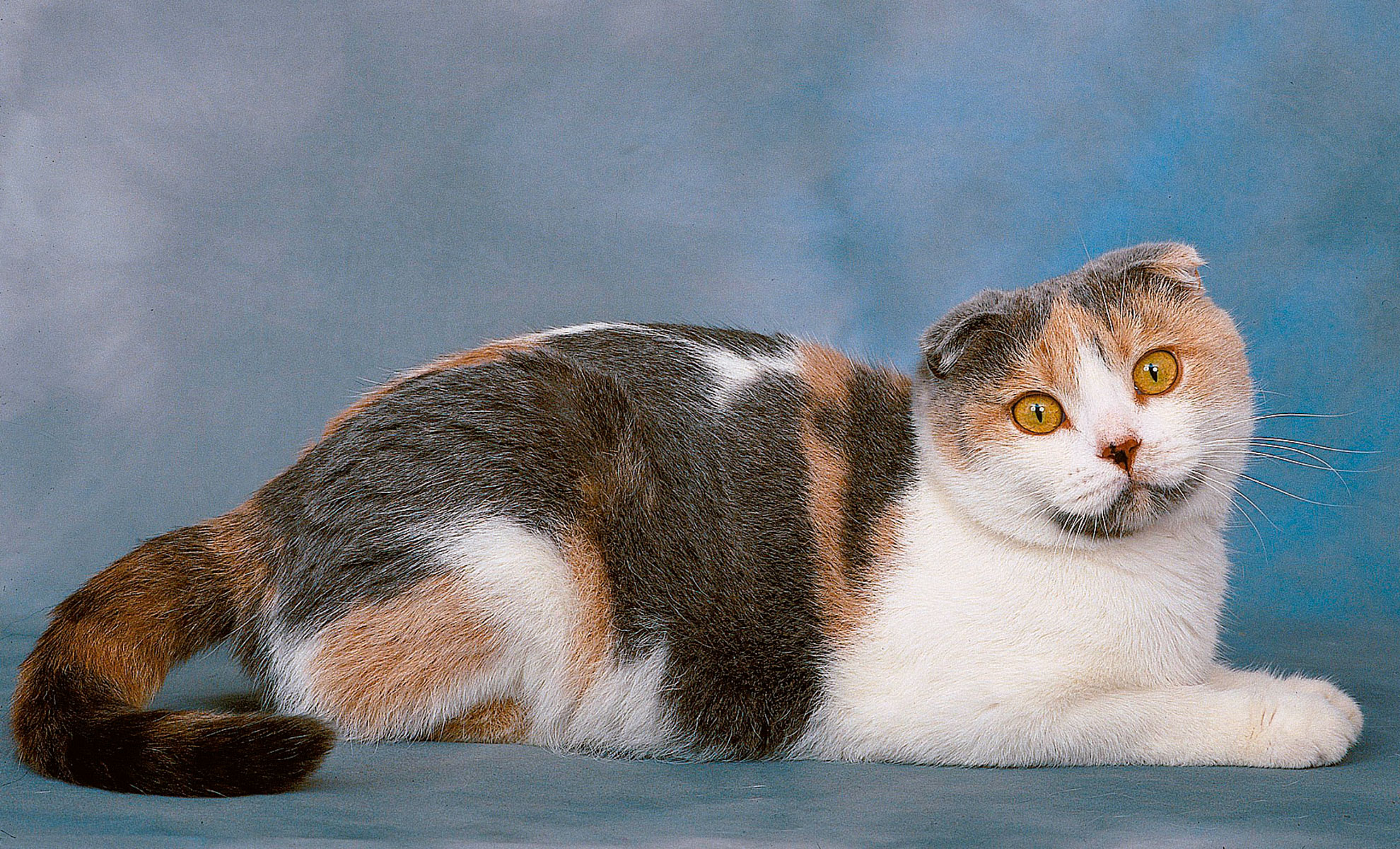 Scottish Fold - Petme