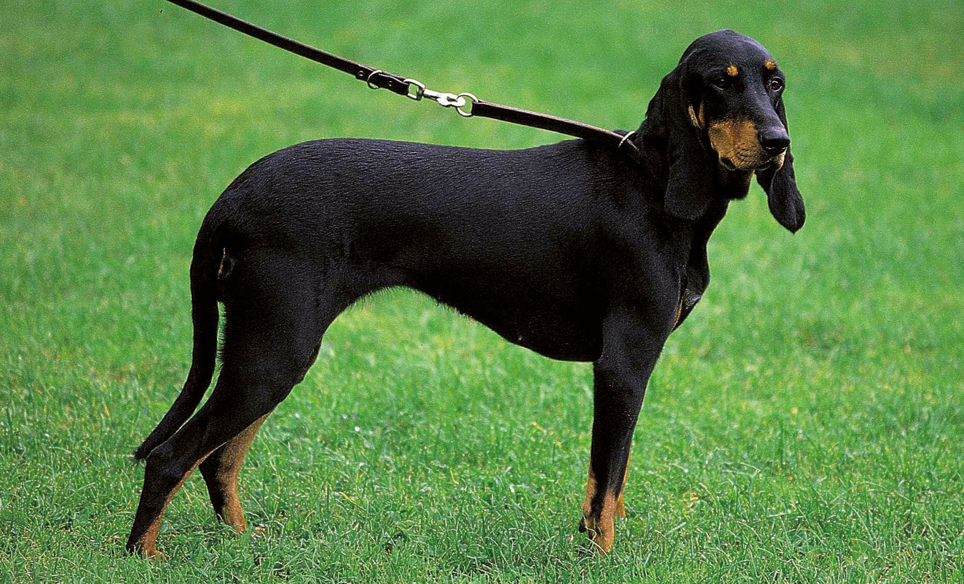 Segugio del Giura - Petme