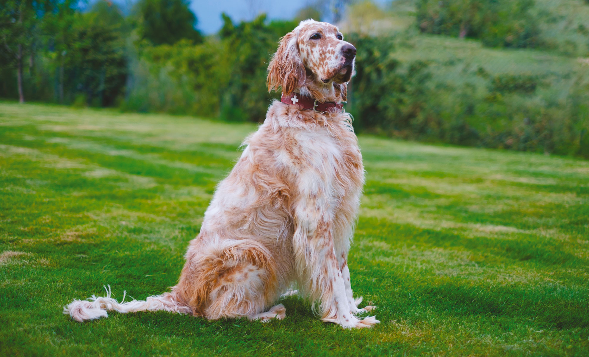 Setter Inglese - Petme