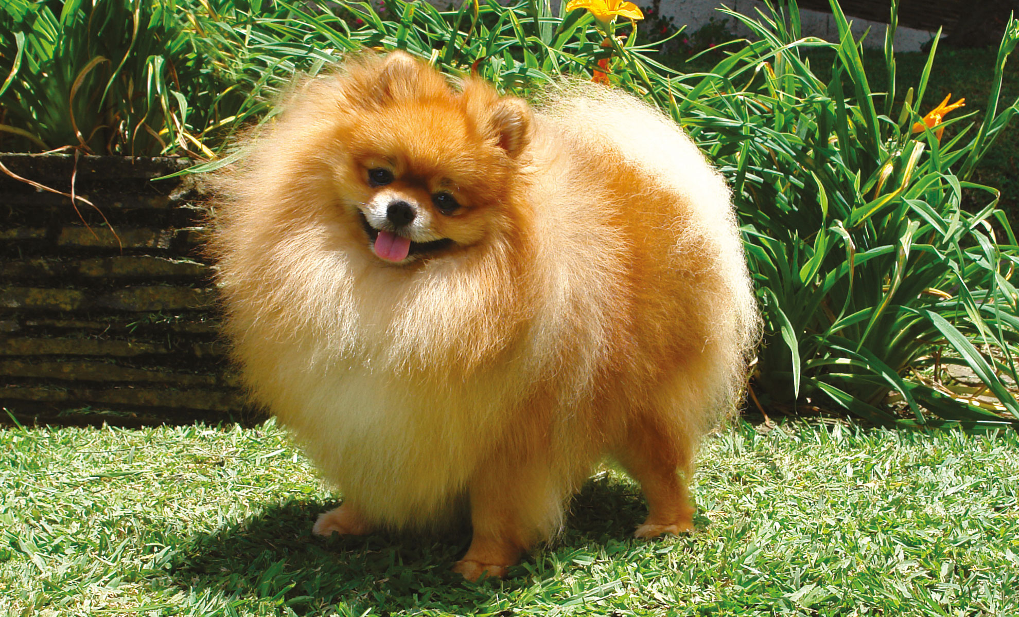 Spitz Tedesco - Petme