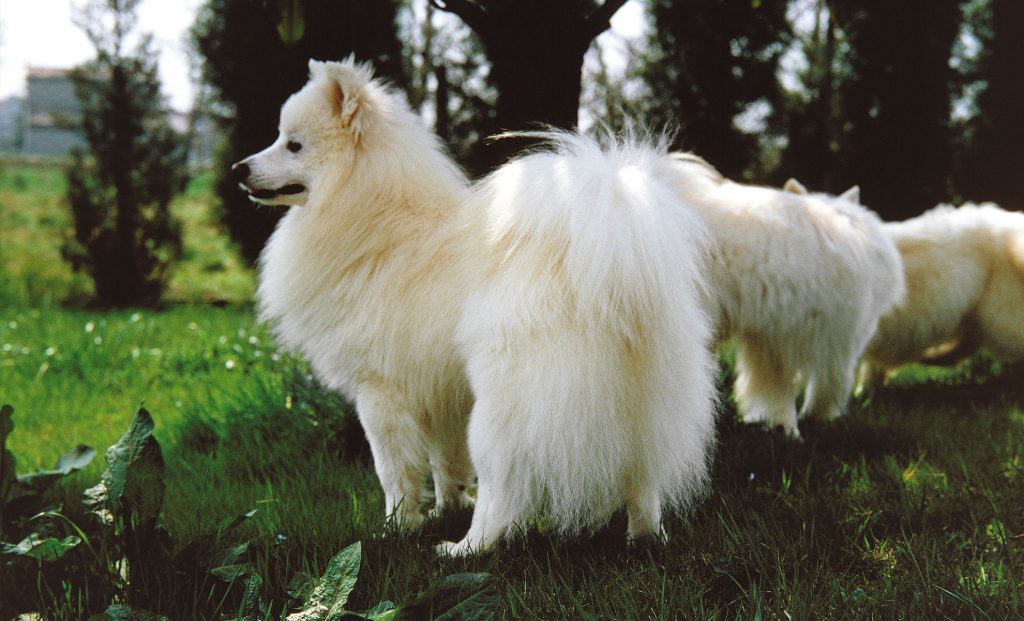 Volpino Italiano - Petme