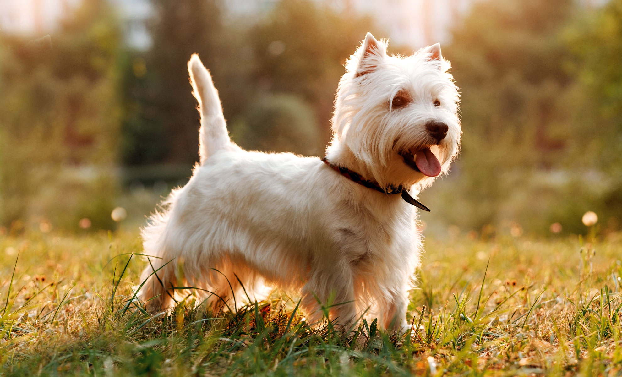West Highland White Terrier Petme