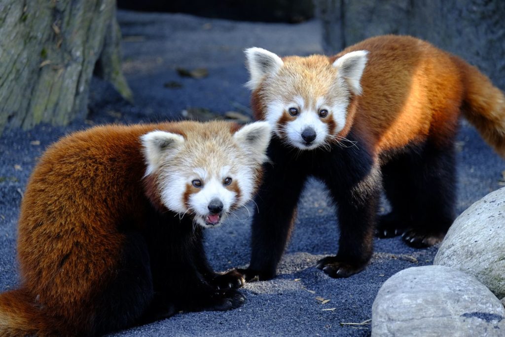 Arriva Suki, allo Zoom Torino i Panda rossi fanno famiglia - News Petme