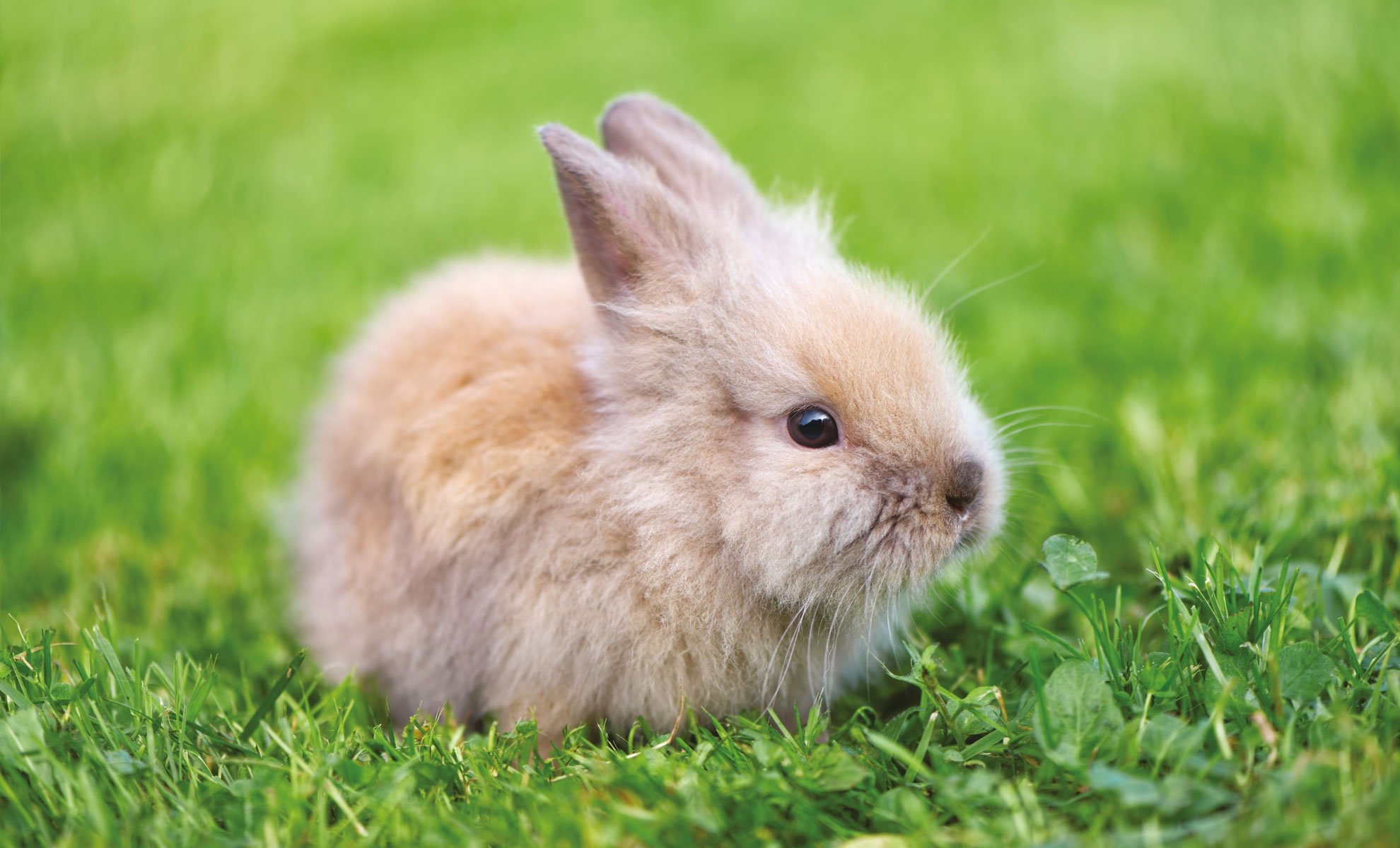 Coniglio nano - Petme