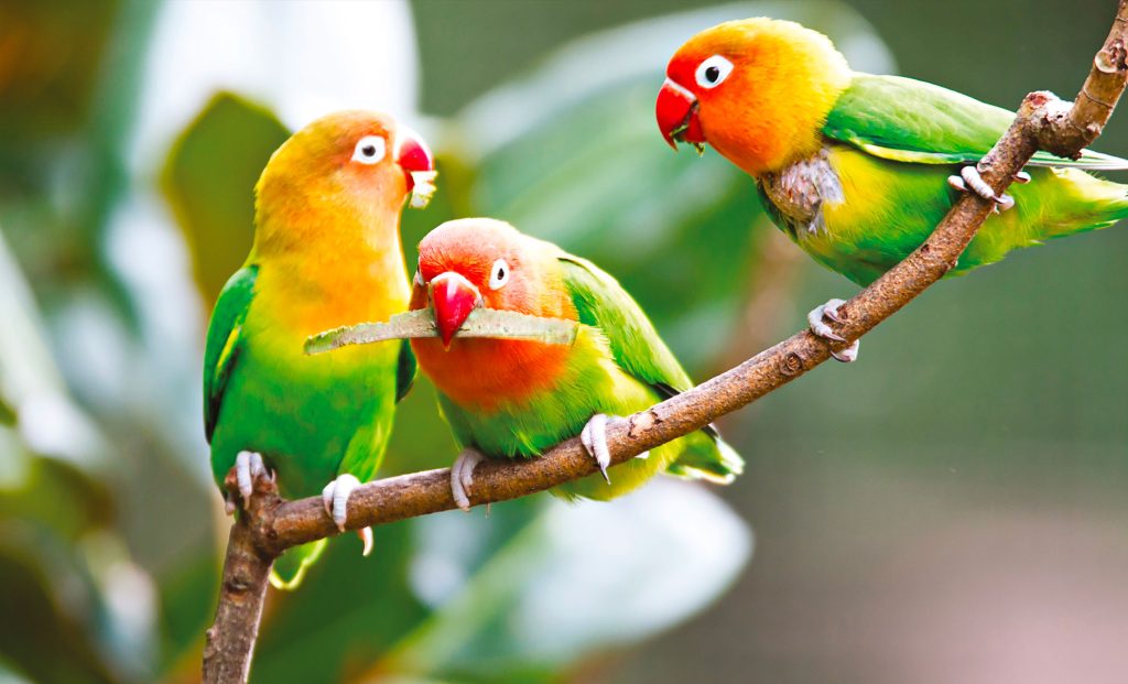 Conuro del sole - Petme