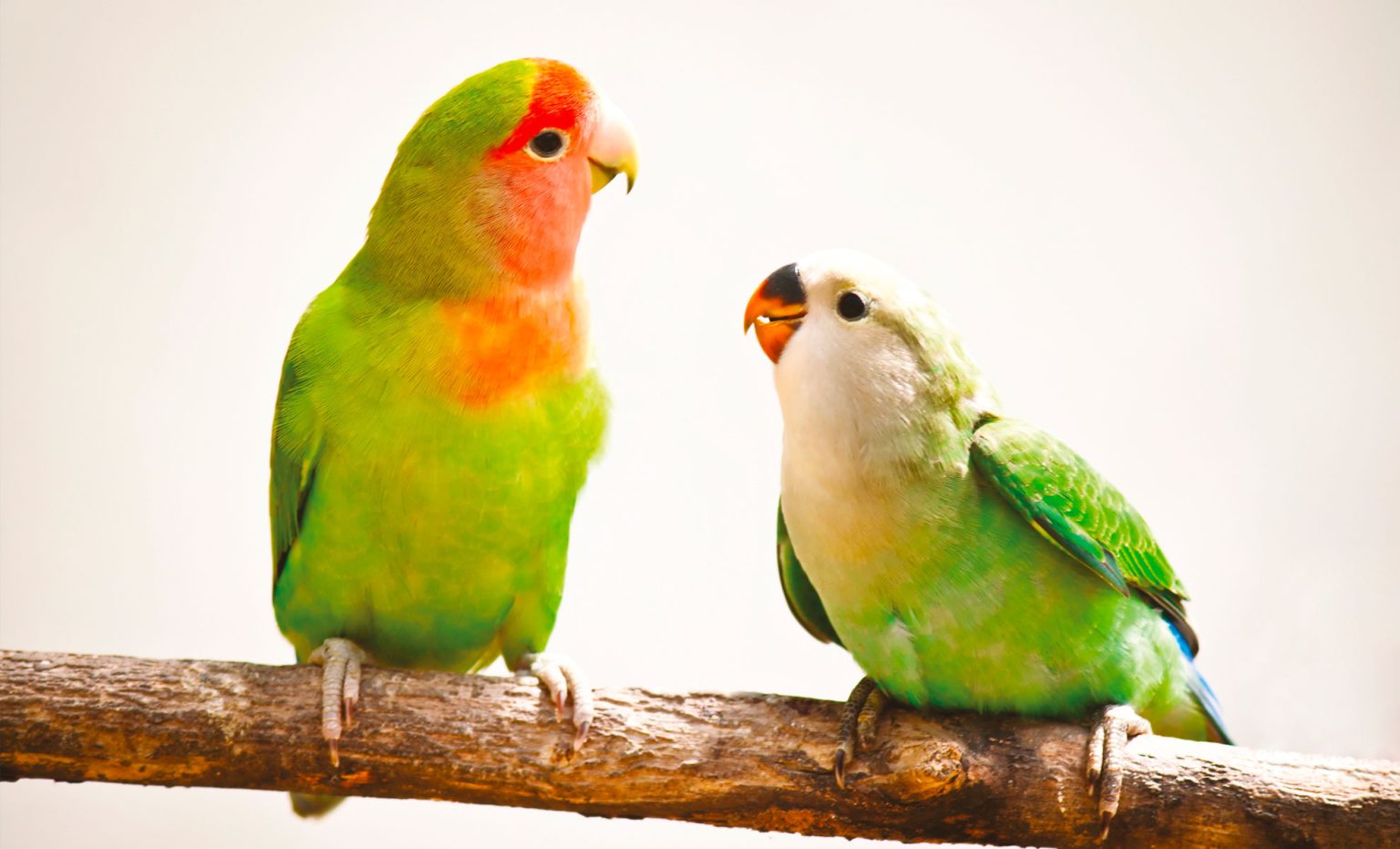 Inseparabili - Petme