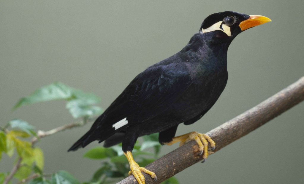 Maina o merlo indiano - Petme