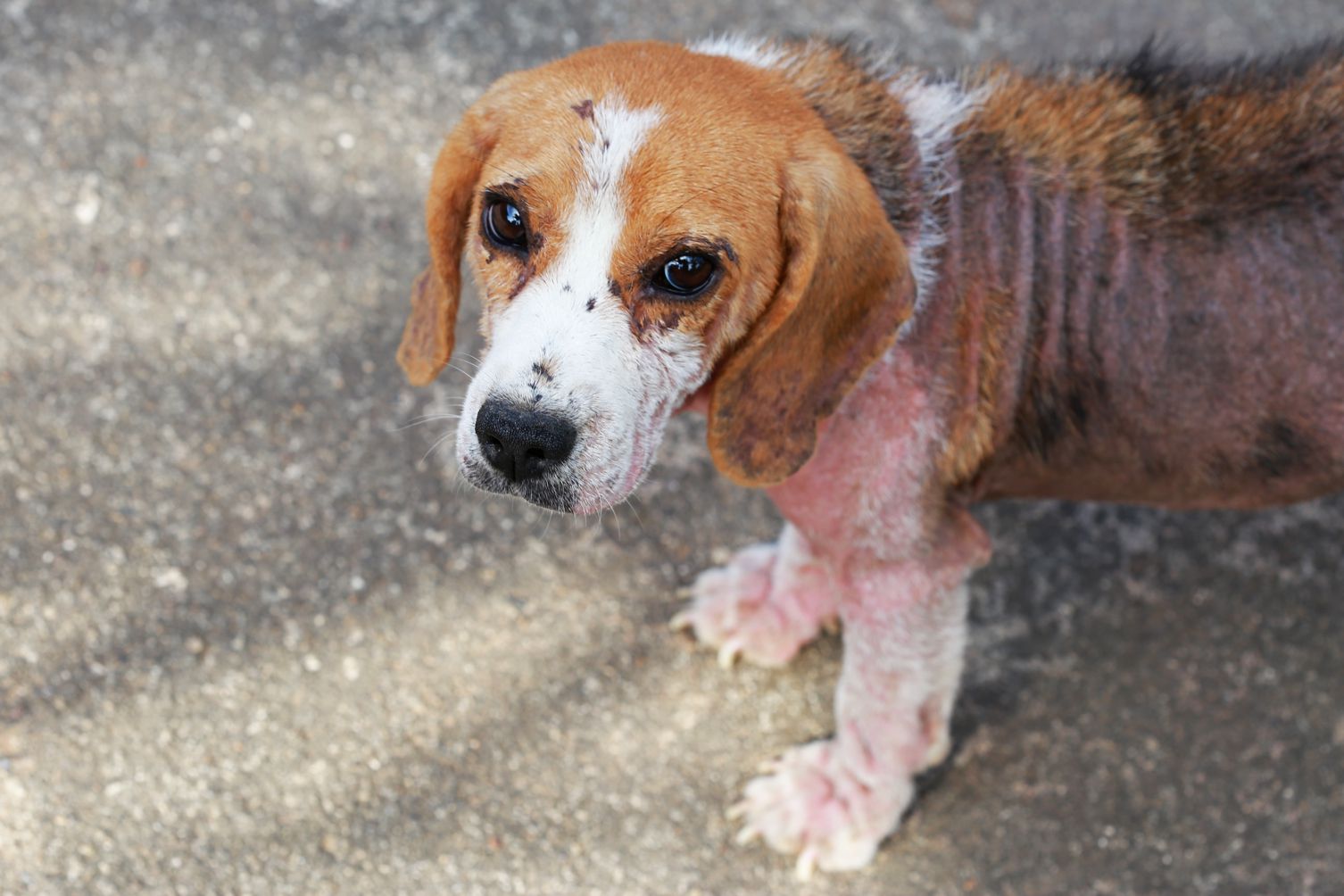 Come Inizia La Rogna Nel Cane Petme come-inizia-la-rogna-nel-cane-petme