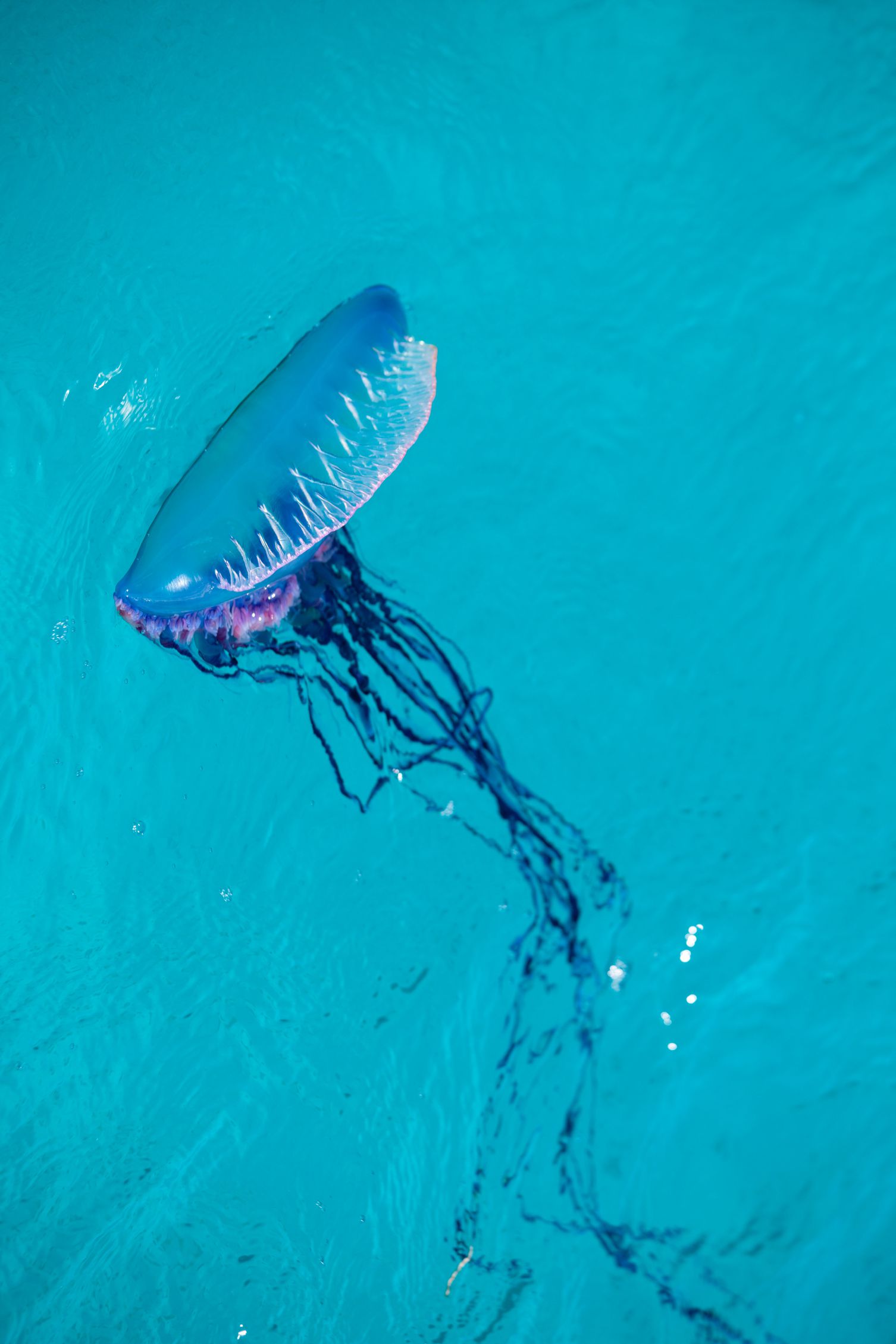 La caravella portoghese e le altre insidie dei mari italiani. Come ...