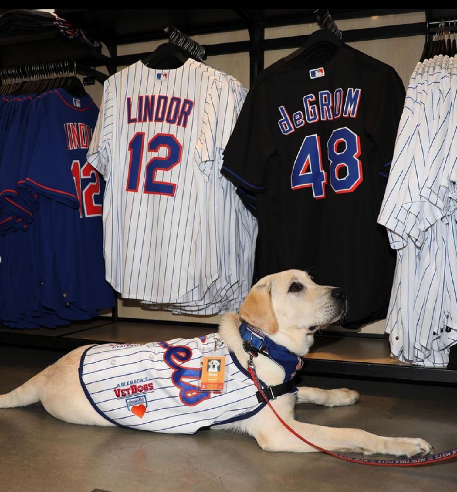 Shea si allena con i New York Mets per diventare un cane d’assistenza ...