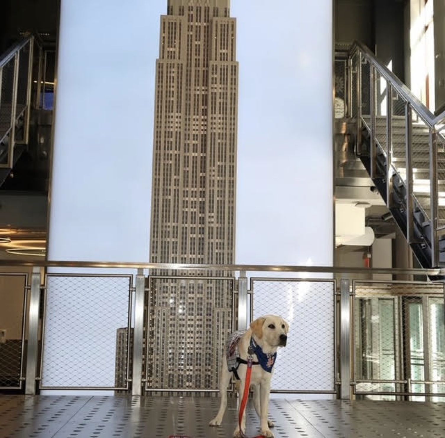 Shea si allena con i New York Mets per diventare un cane d’assistenza ...