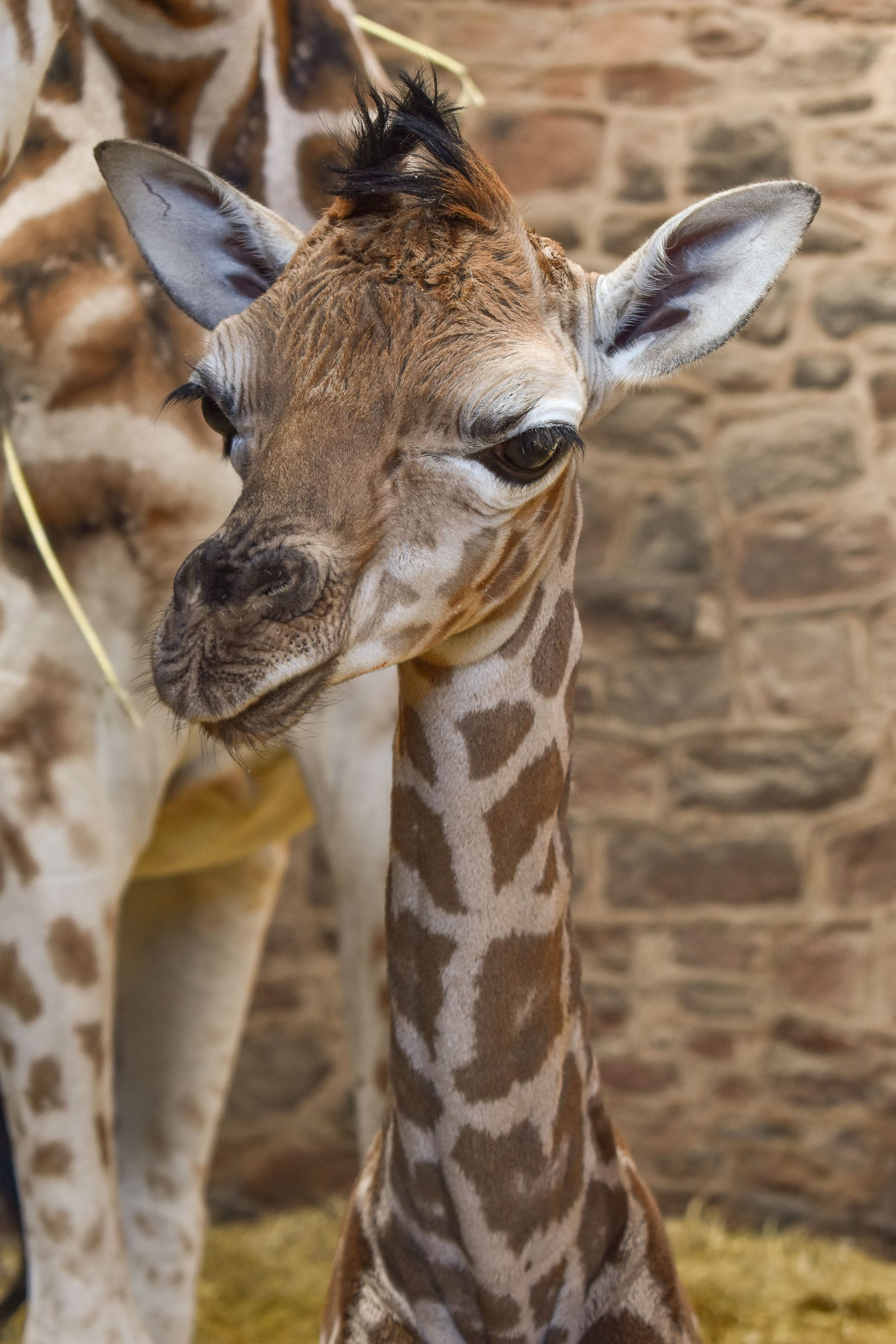 Una baby giraffa di Rothschild è nata allo zoo di Chester - News Petme