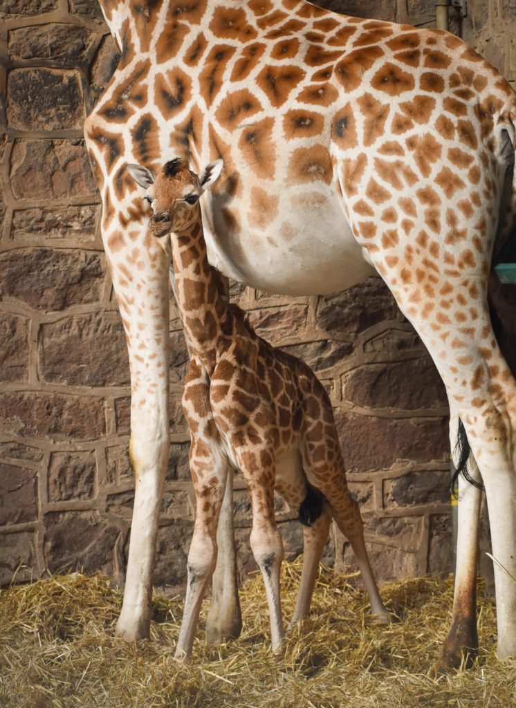 Una baby giraffa di Rothschild è nata allo zoo di Chester - Petme
