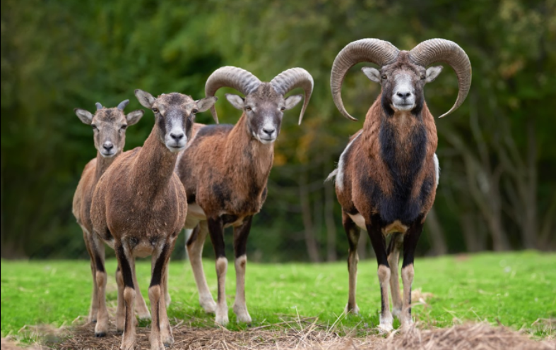 Salvati 43 mufloni all’Isola del Giglio - News Petme