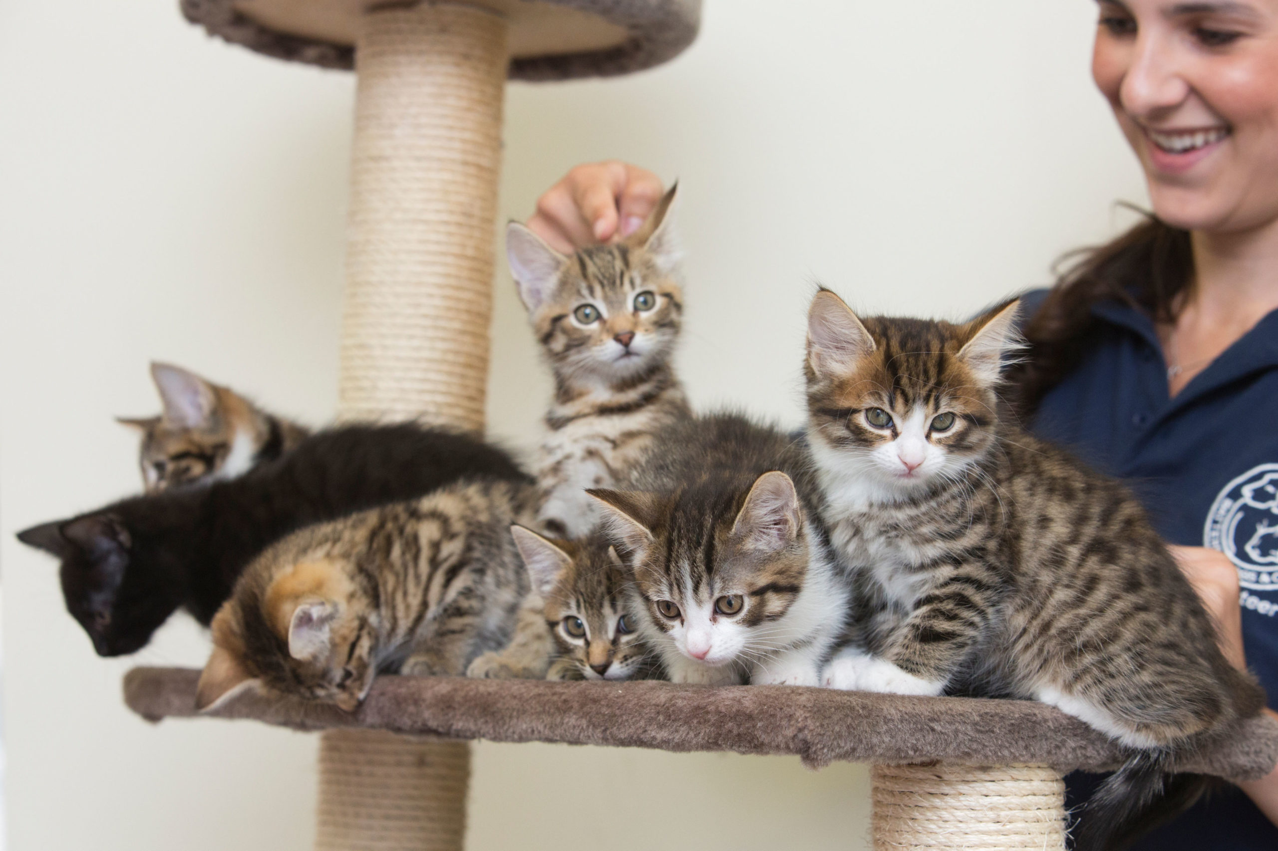Quanti animali si possono tenere in casa? - News Petme Quanti animali si possono tenere in casa? - News Petme