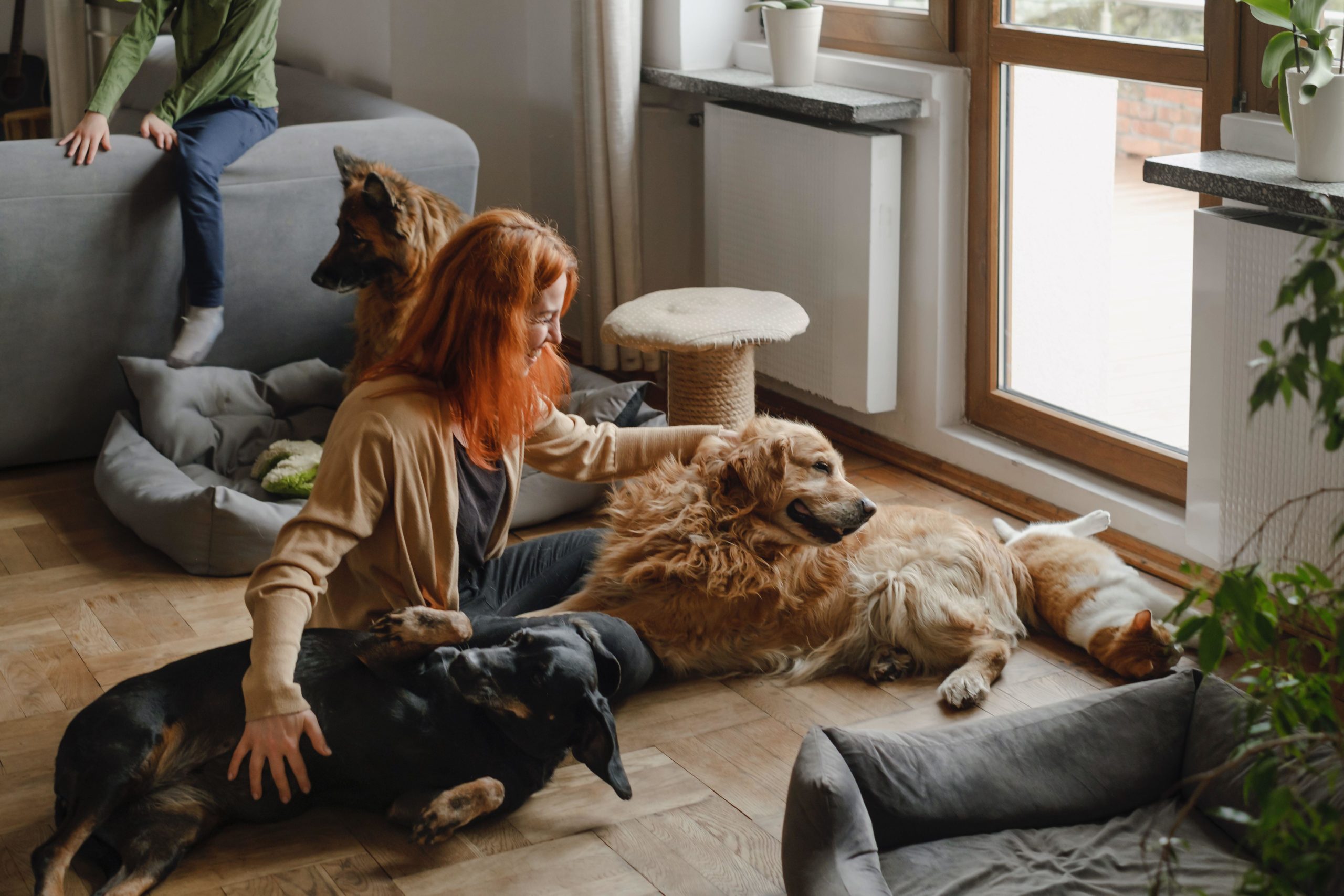 Quanti animali si possono tenere in casa? - News Petme Quanti animali si possono tenere in casa? - News Petme