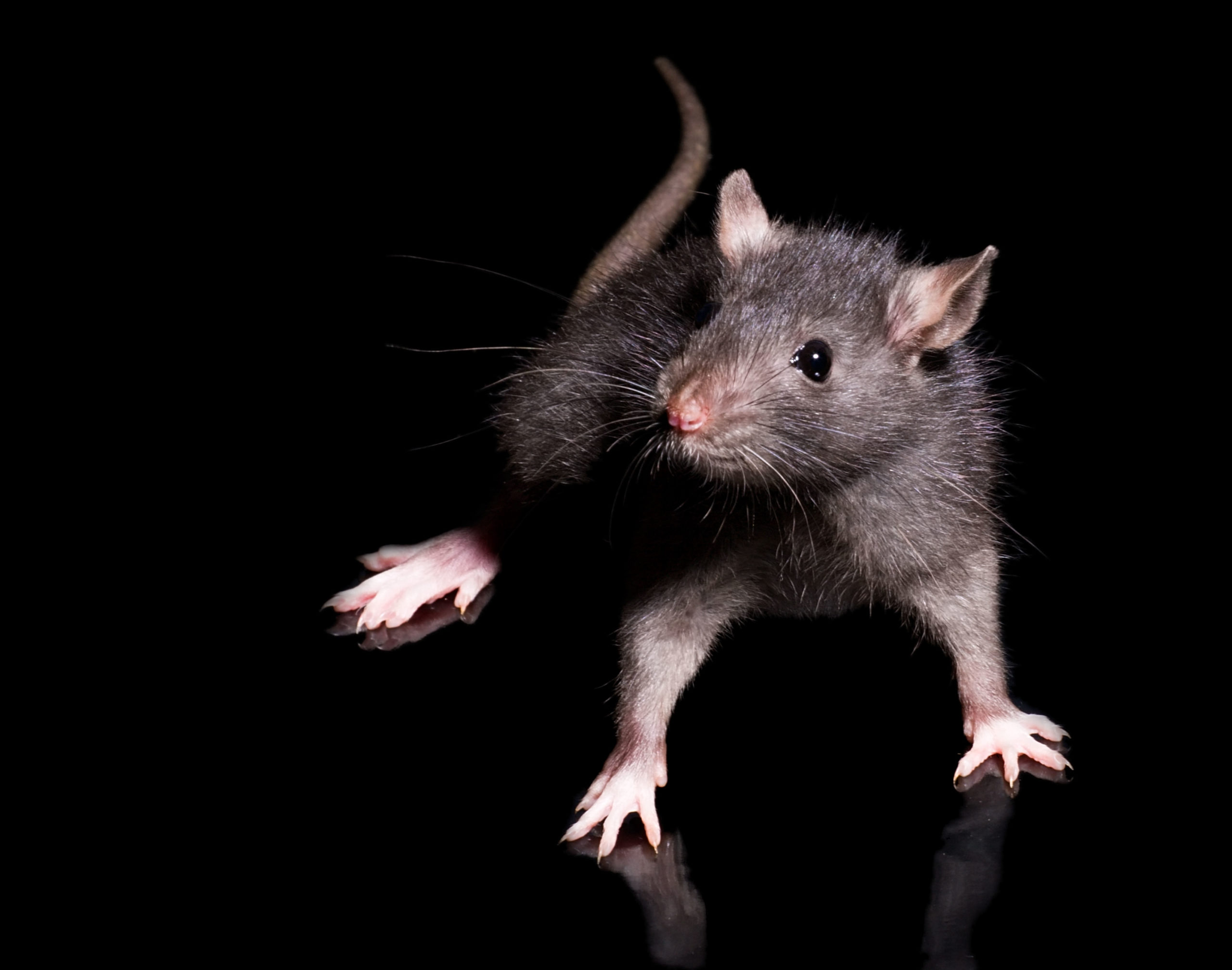Gli animali simbolo di Halloween, tra superstizione e leggenda - News Petme