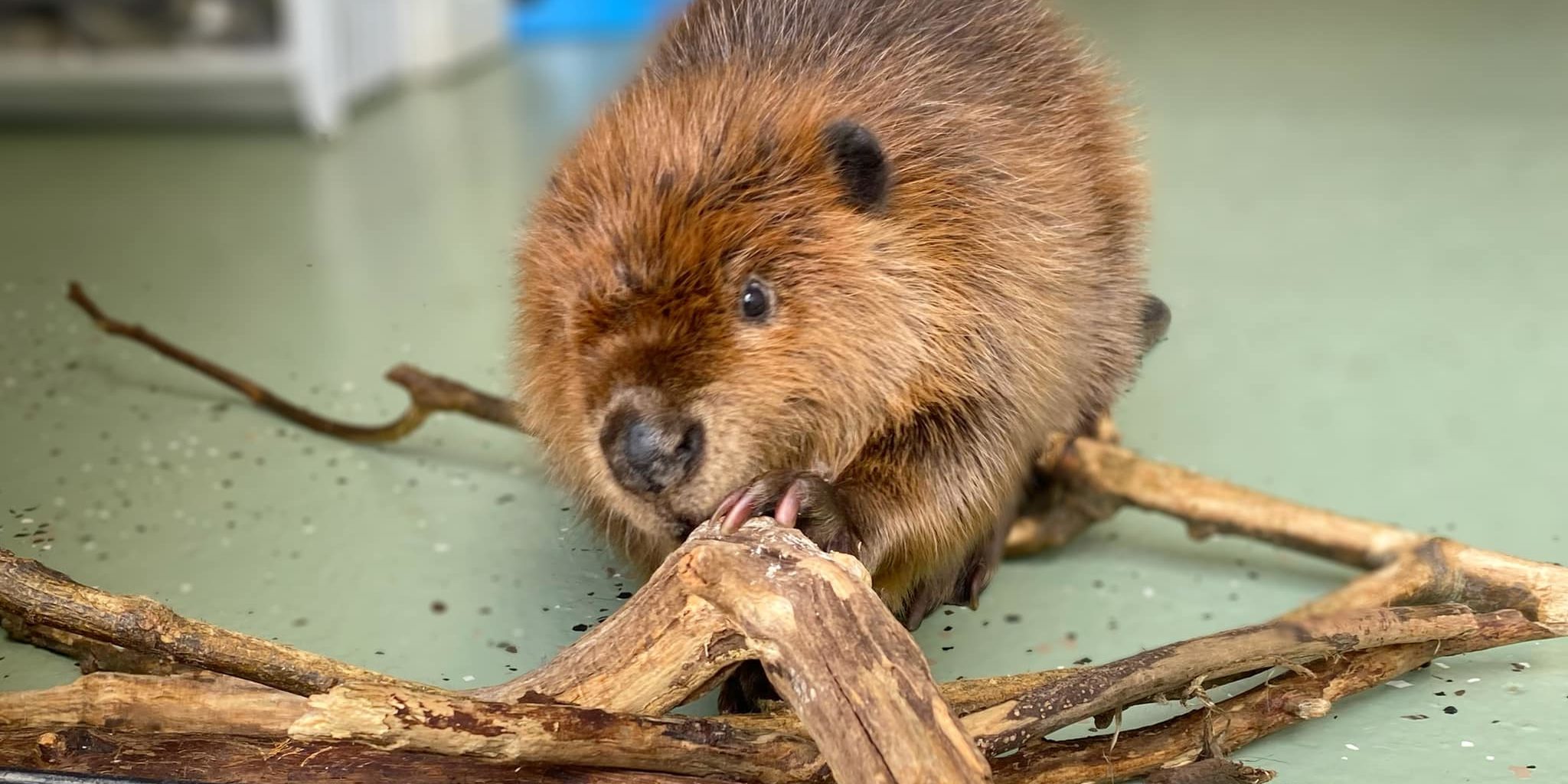 Nibi il castoro costruisce una diga in corsia - News Petme