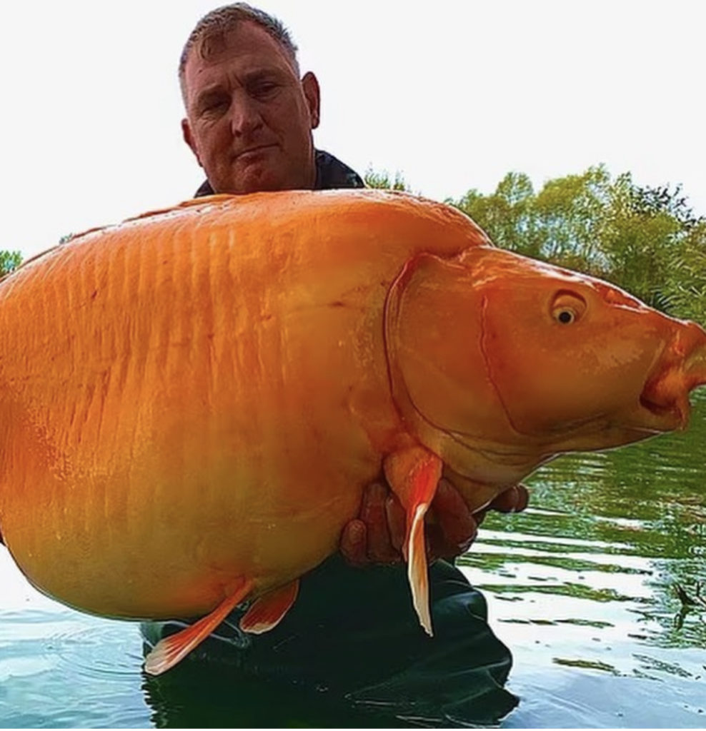 Carota, il pesce rosso gigante che pesa 30 chili - News Petme