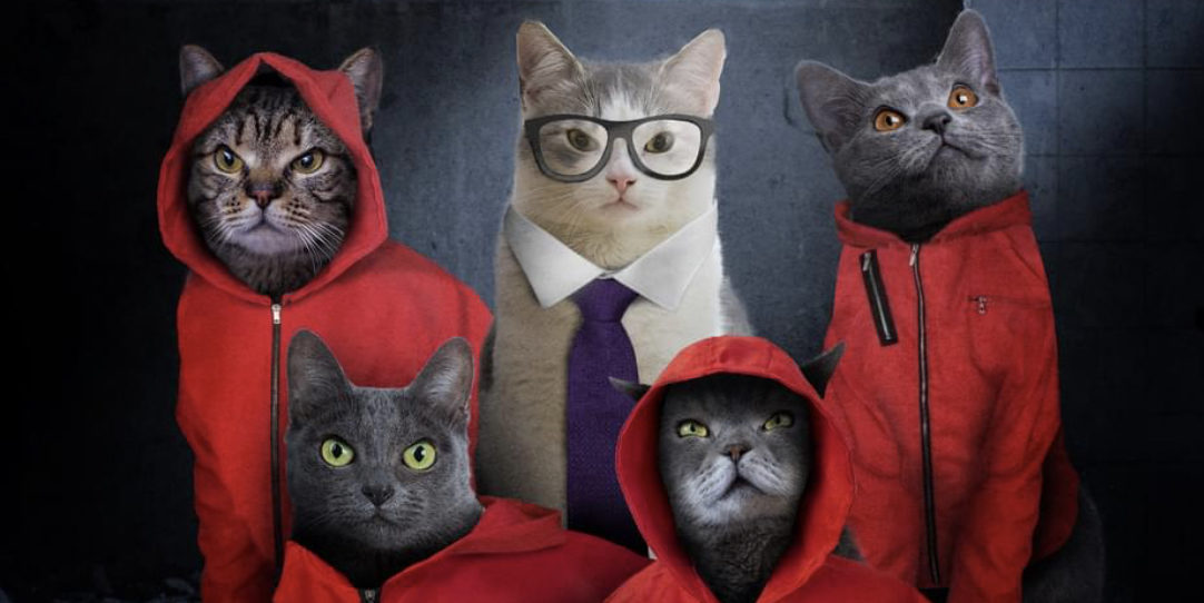 Catflix, come Netflix ma tutta gatti - News Petme