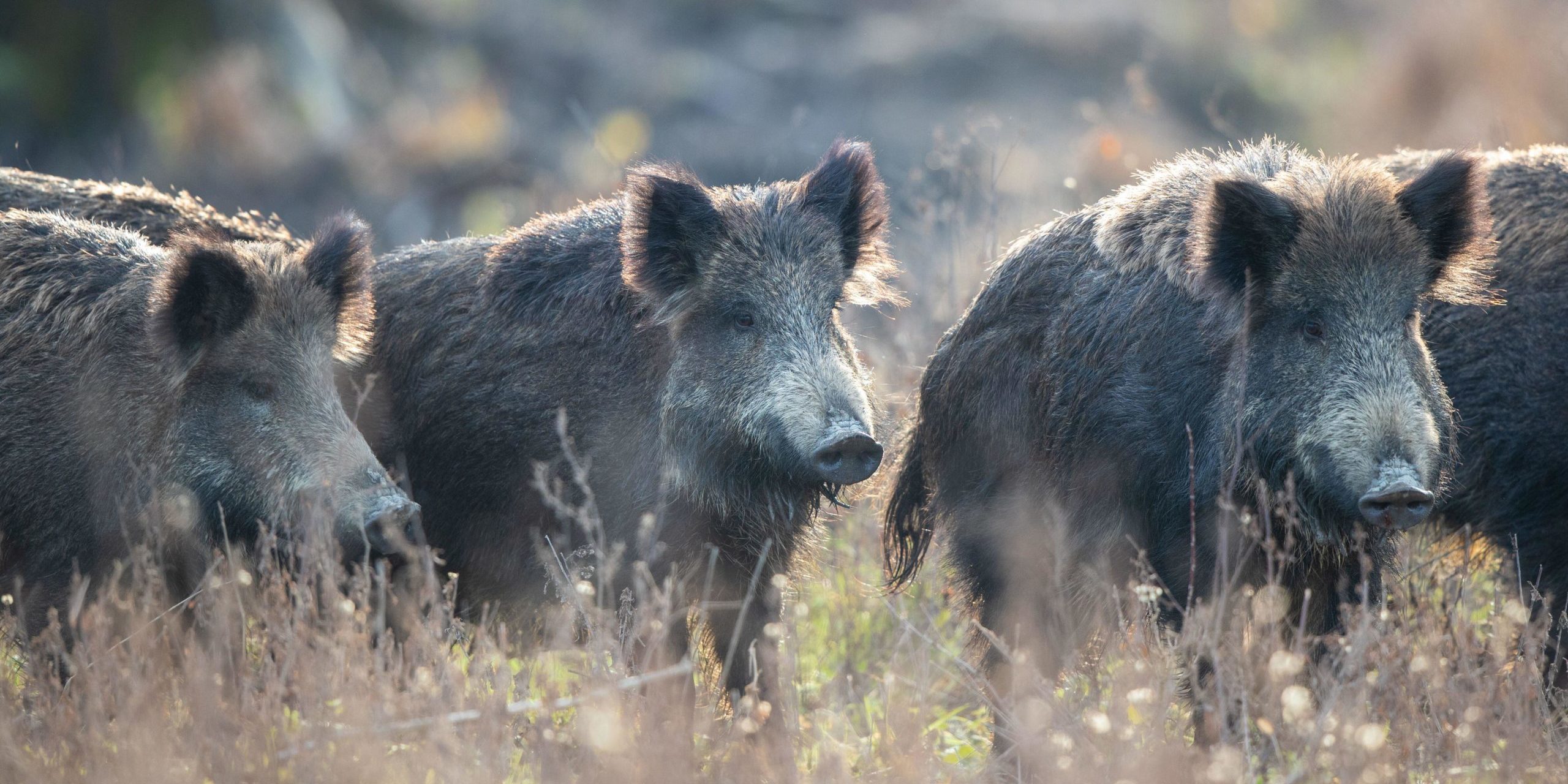 Contraccettivi agli animali selvatici per evitare gli abbattimenti ...