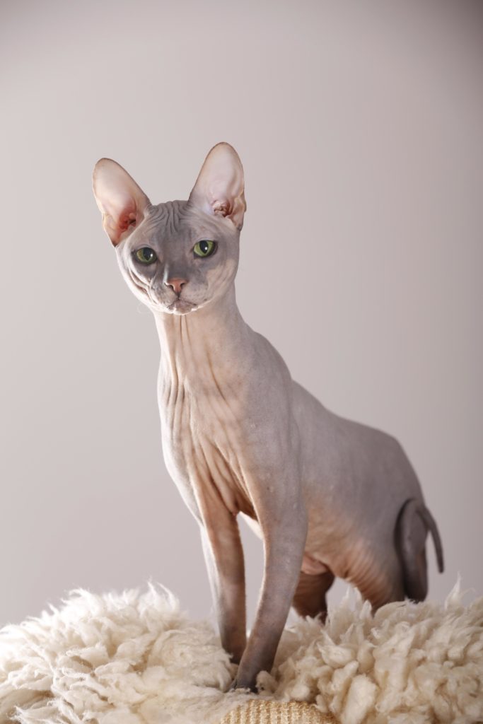 Quali sono le 10 razze di gatti... “ipoallergenici” - News Petme