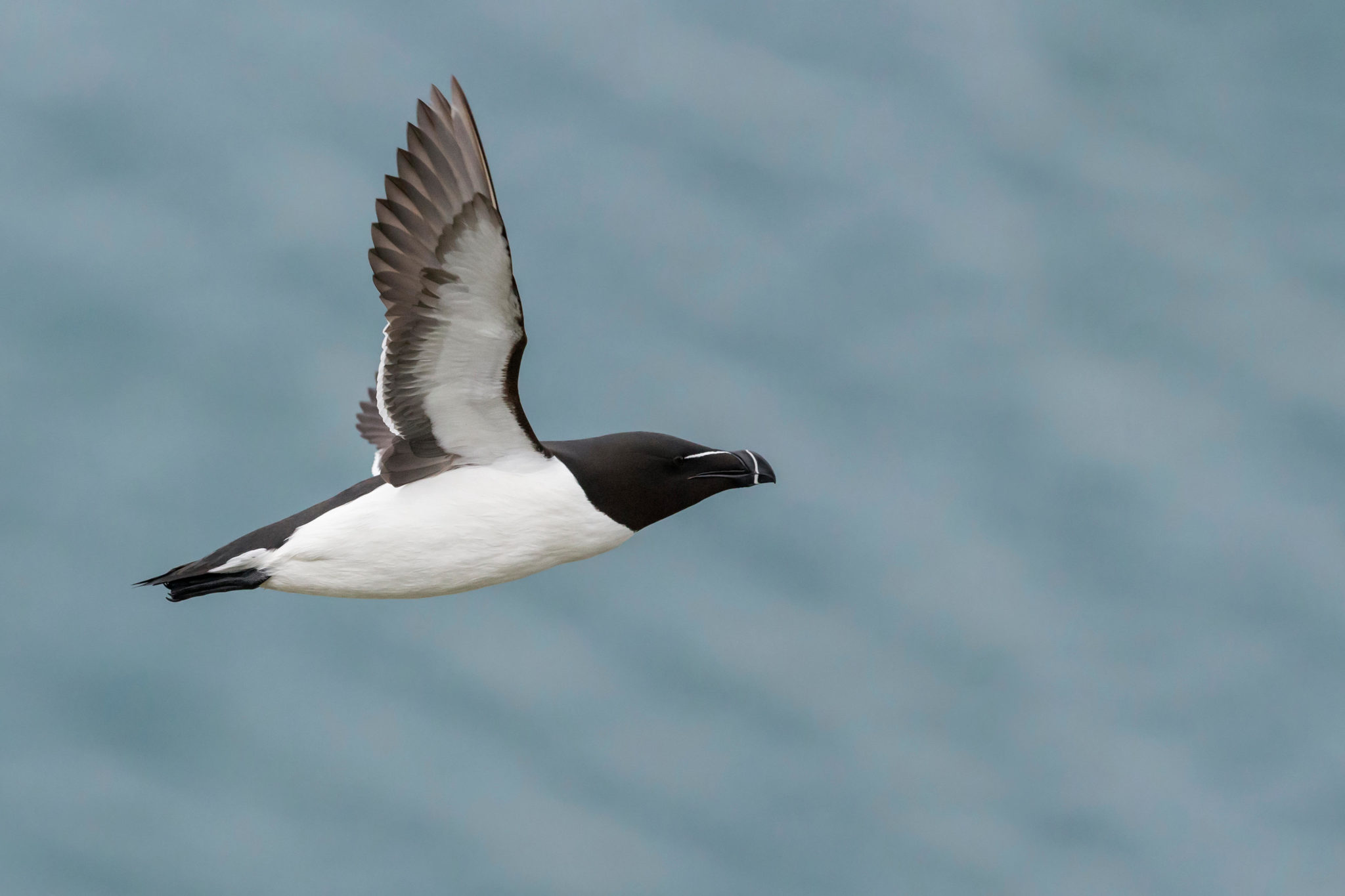 Napoli, dopo cento anni nel Golfo ritorna la gazza marina - News Petme