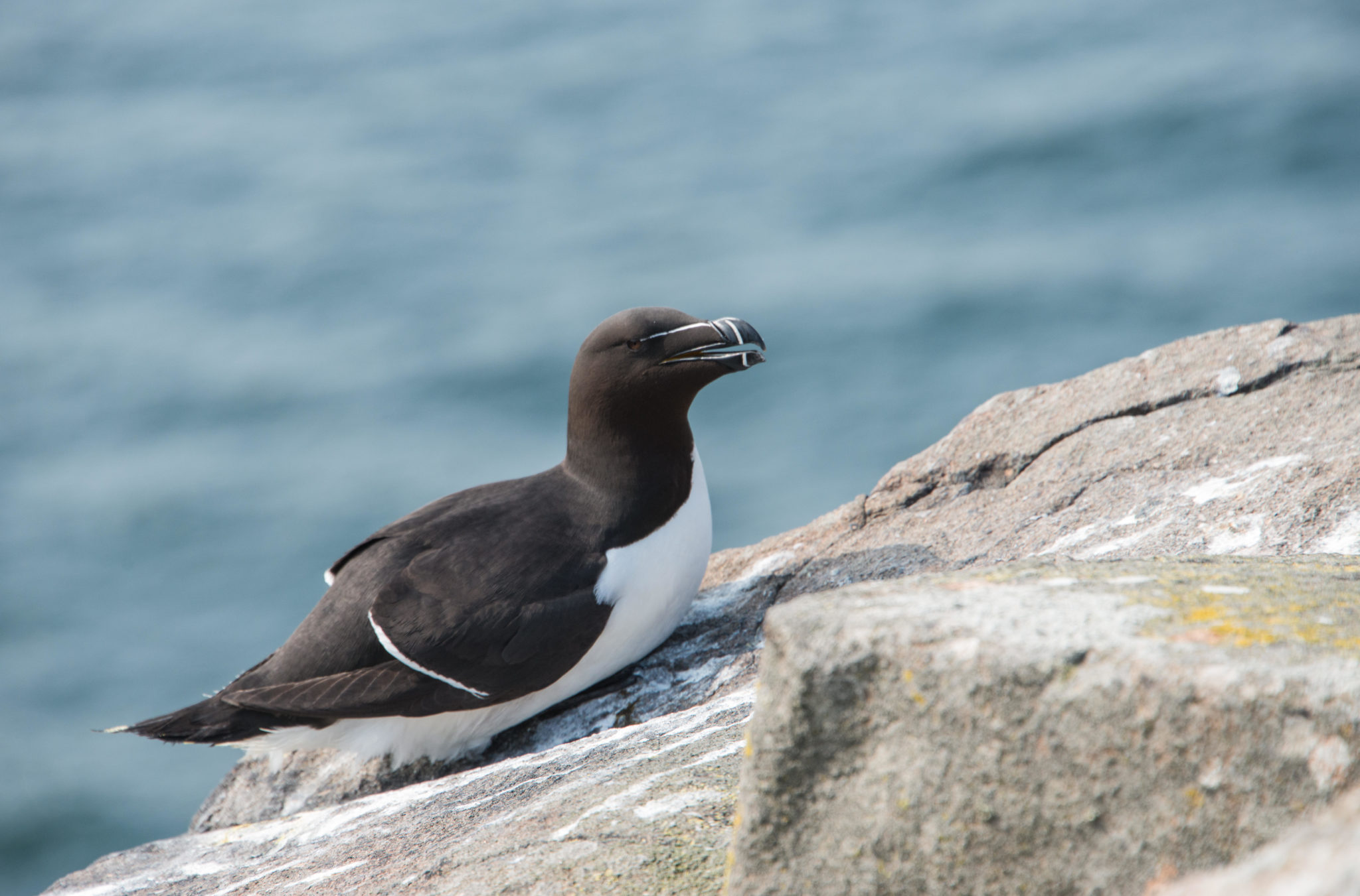 Napoli, dopo cento anni nel Golfo ritorna la gazza marina - News Petme