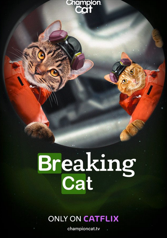 Catflix, come Netflix ma tutta gatti - News Petme