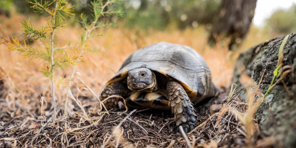 Il letargo delle tartarughe di terra: regole per un dolce risveglio ...