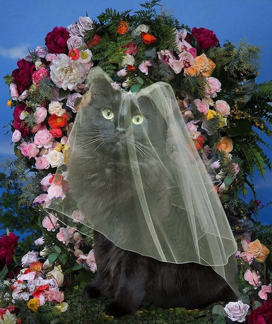 Lizzy, la gatta star del canale YouTube OwlKitty - Petme