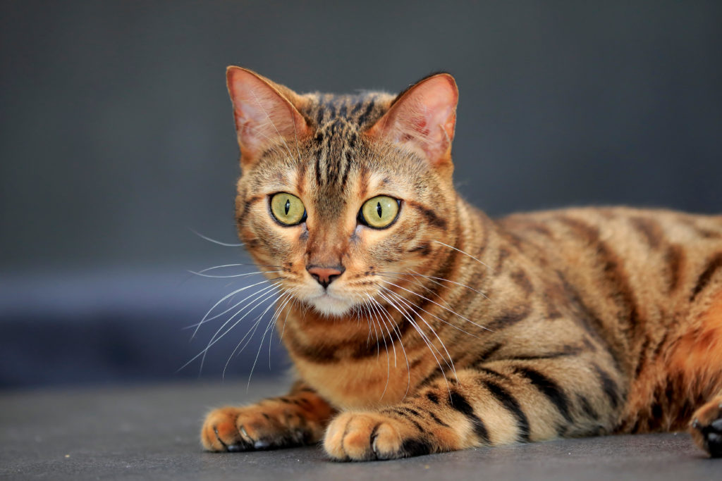 Dagli abissini ai bengala, ecco i gatti più intelligenti - News Petme