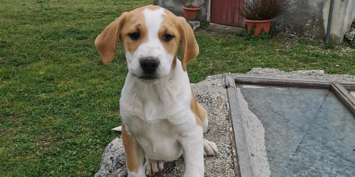 Se adotti un cane non paghi la Tari, l’iniziativa del piccolo comune ...