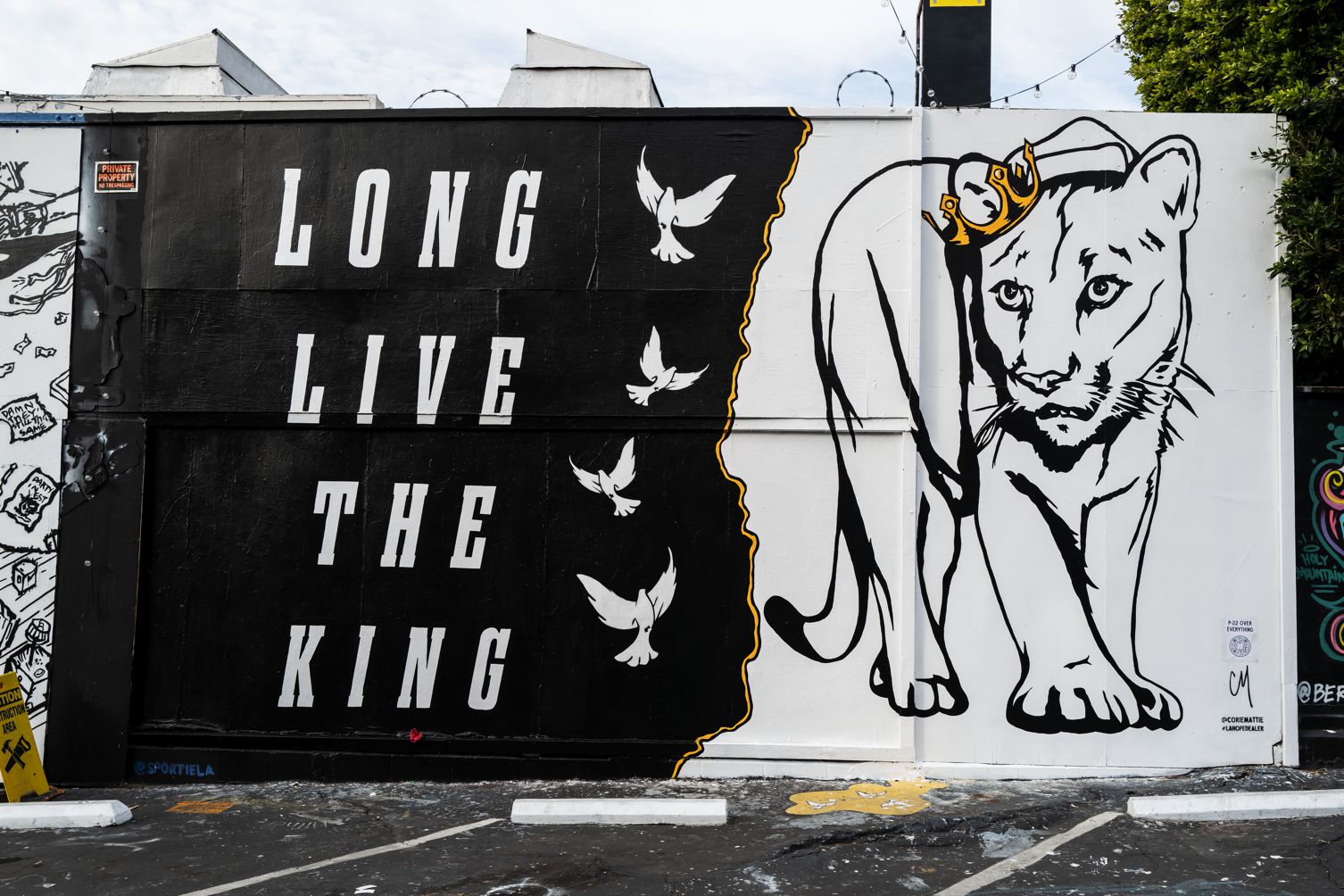 Los Angeles non dimentica P22, il puma di Hollywood intrappolato nella metropoli - News Petme