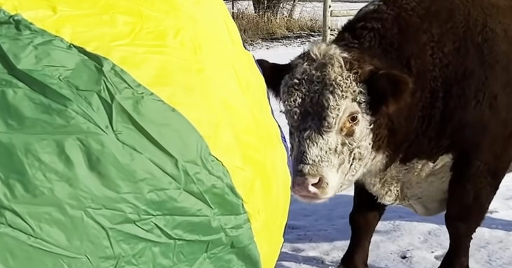 Spud, il toro salvato dal macello ora gioca come un cane. È innamorato ...