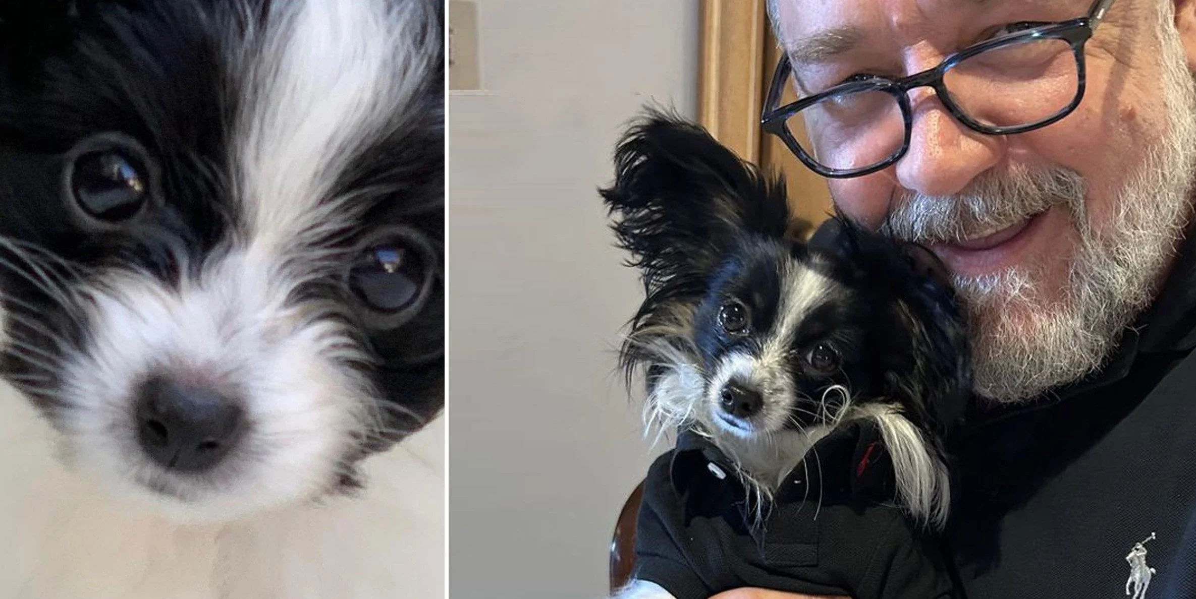 Russell Crowe distrutto per la perdita del suo cane - News Petme