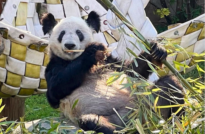 Il panda Ya Ya è tornata in Cina, dopo 20 anni negli Usa - News Petme