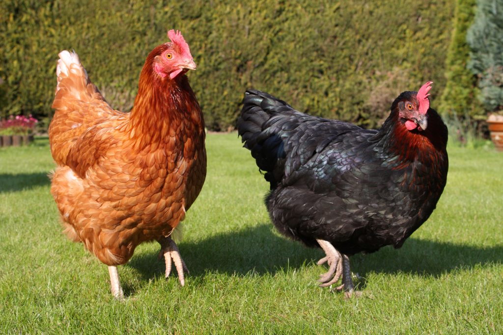 Se ti dicono che hai un “cervello di gallina” non offenderti e, magari ...