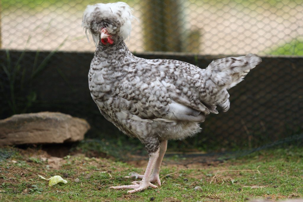 Se ti dicono che hai un “cervello di gallina” non offenderti e, magari ...